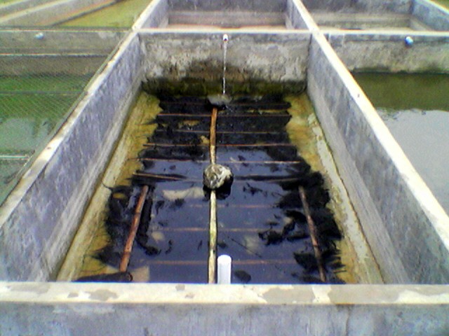 Kolam Pemeliharaan Induk - Pembenihan Lele Sangkuriang | pembibitan dan ...