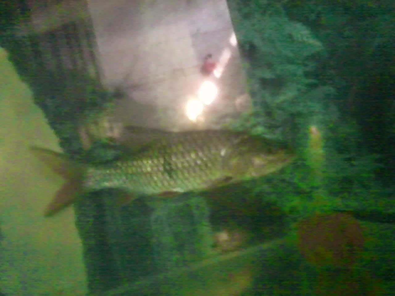 Ikan Hampala (hampala macrolepidota) - Penggila Ikan Hias