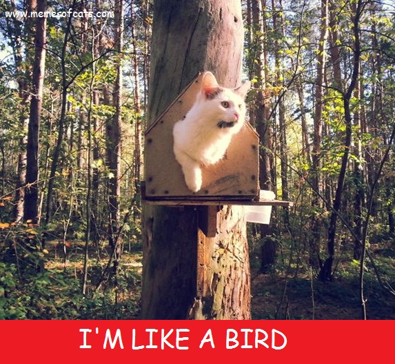 Memes Of Cats: Memes Of Cats - I'm Like A Bird