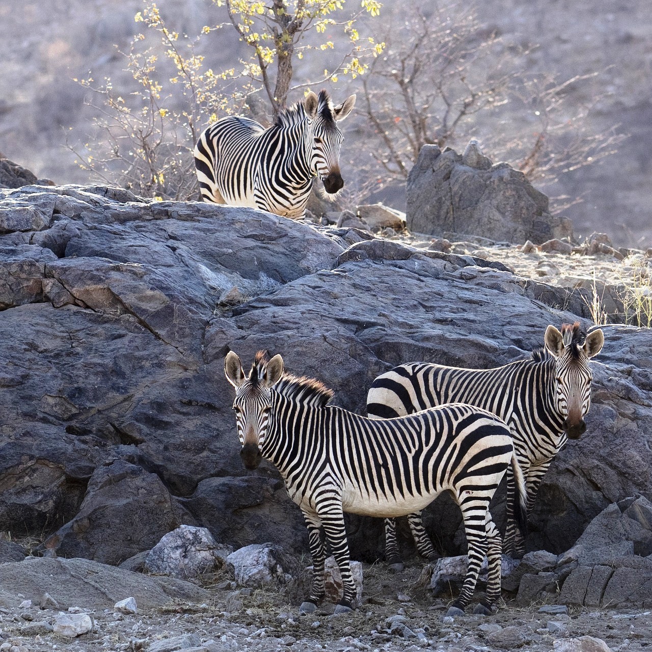 Contes d' Animals: LA ZEBRA