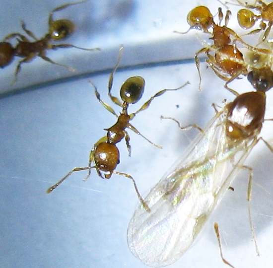 Photos and Info on Ants and Termites of Malaysia: Pheidole sp