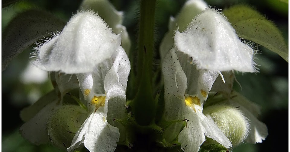 LH VANDAAG: Bloemen van de witte dovenetel (Lamium album) in het ...