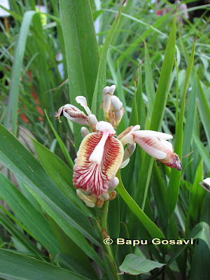 Elettaria cardamomum , Elaichi, Velchi, Veldod | Flowering Plants and ...