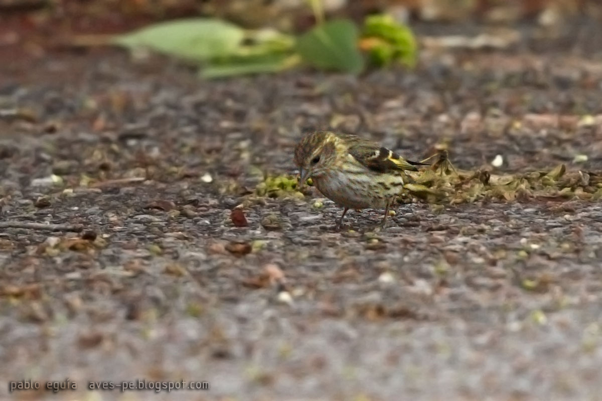 mis fotos de aves: Spinus pinus Jilguero de los Pinos Pine Siskin