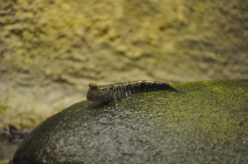 ZOOTOGRAFIANDO (6.100 ANIMALS): SALTARÍN DEL FANGO ATLÁNTICO / ATLANTIC ...