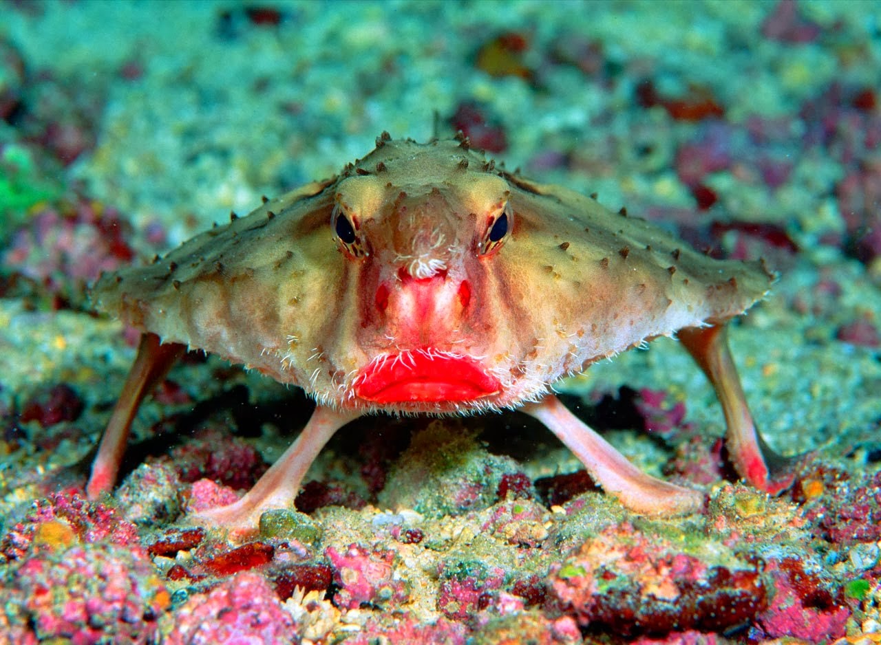 RED LIPPED BATFISH photos - wallpapers | the fun bank