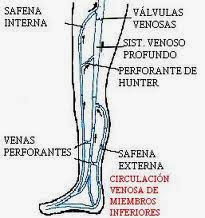 anatomia radiologica - vascular: Sistema venoso de la extremidad inferior