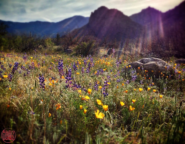 Allophile: Desert wildflowers--an early spring in Tucson this year