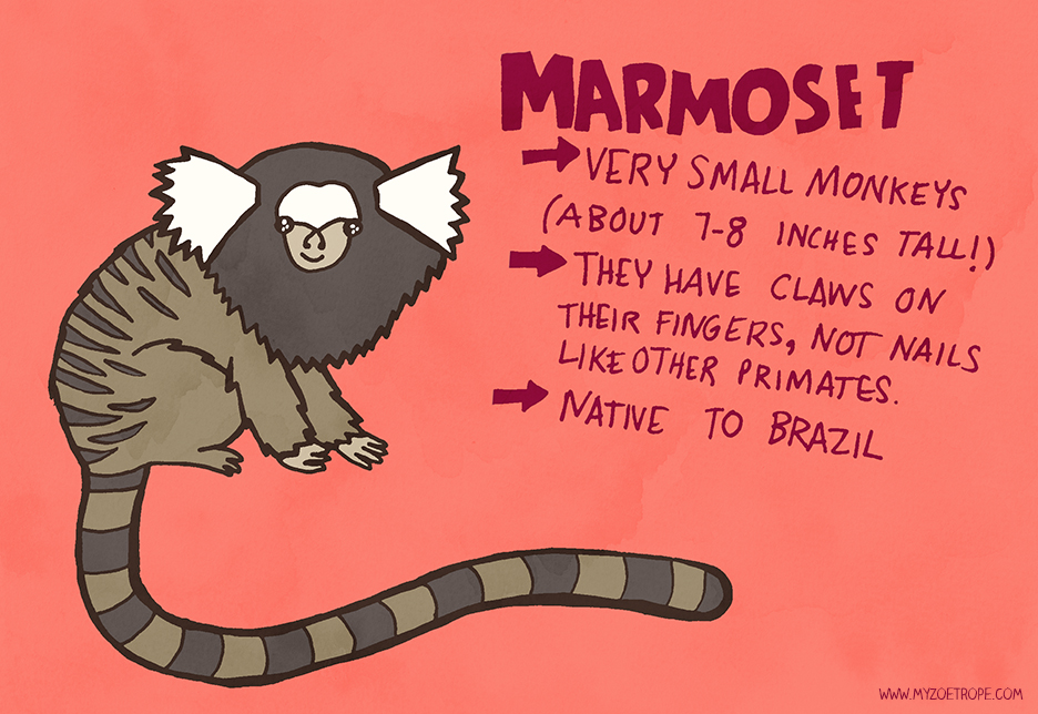 My Zoetrope: 166: Marmoset