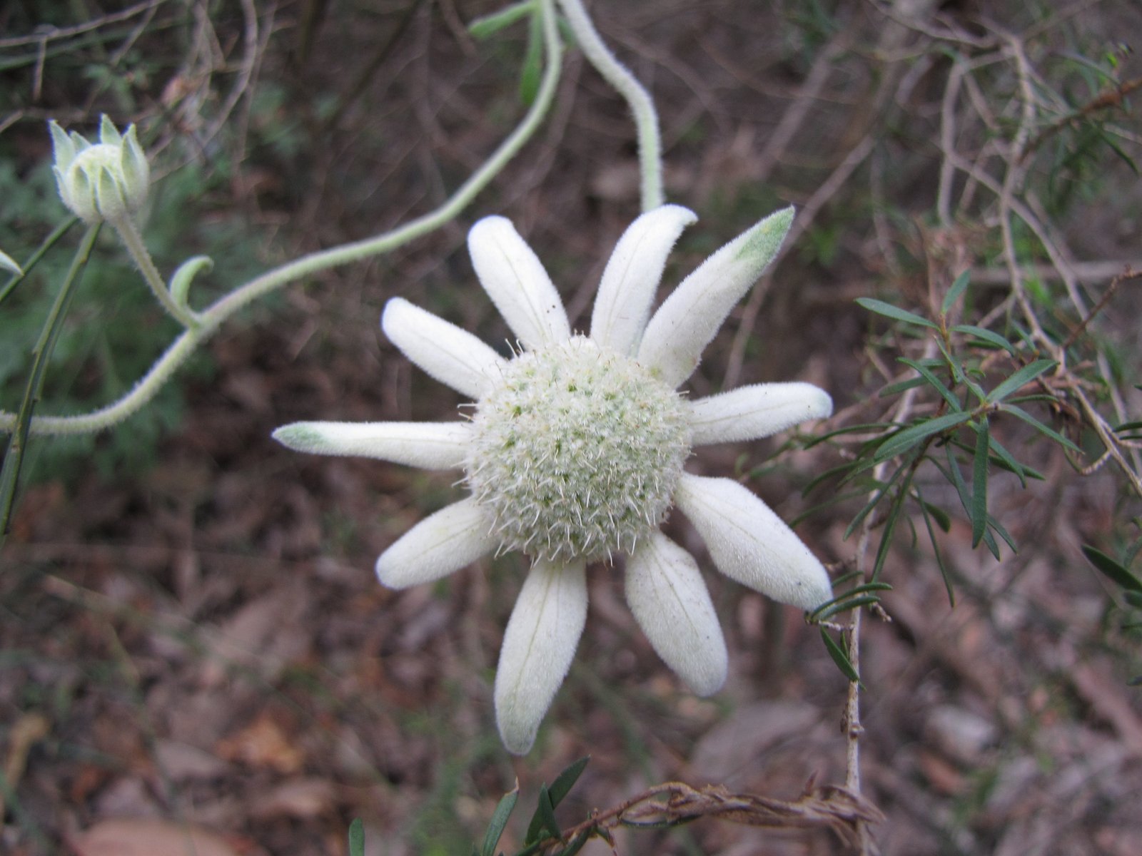 Sydney's Wildflowers and Native Plants: Actinotus helianthi - Flannel ...