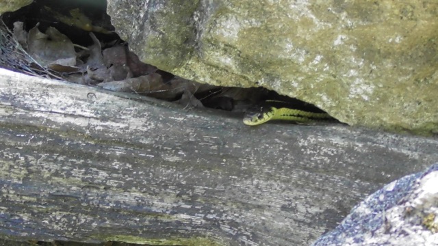 Reflections from Crumbly Acres: The snake and the goldfish pond.