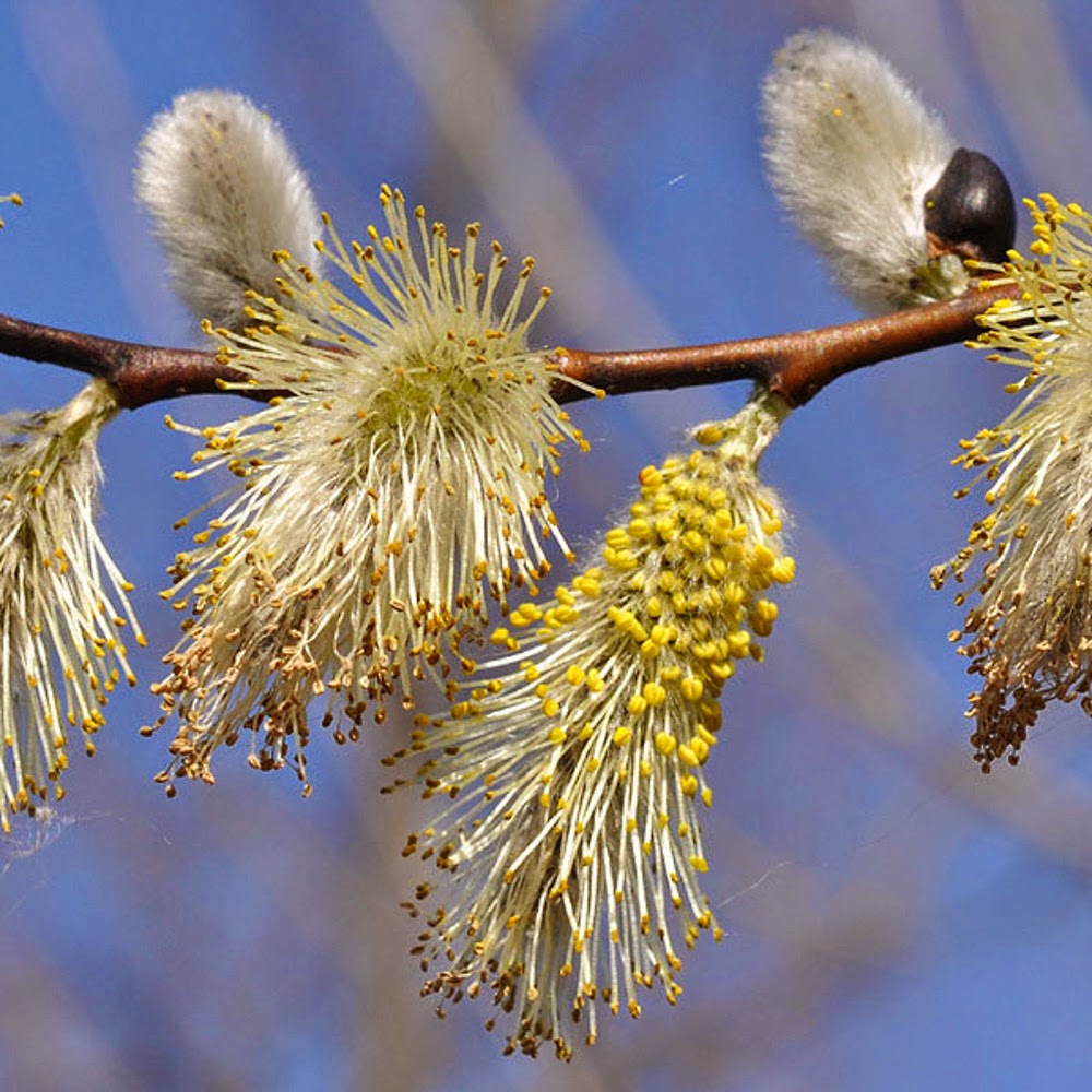 Trees Planet: Salix caprea – Goat Willow – Sallow