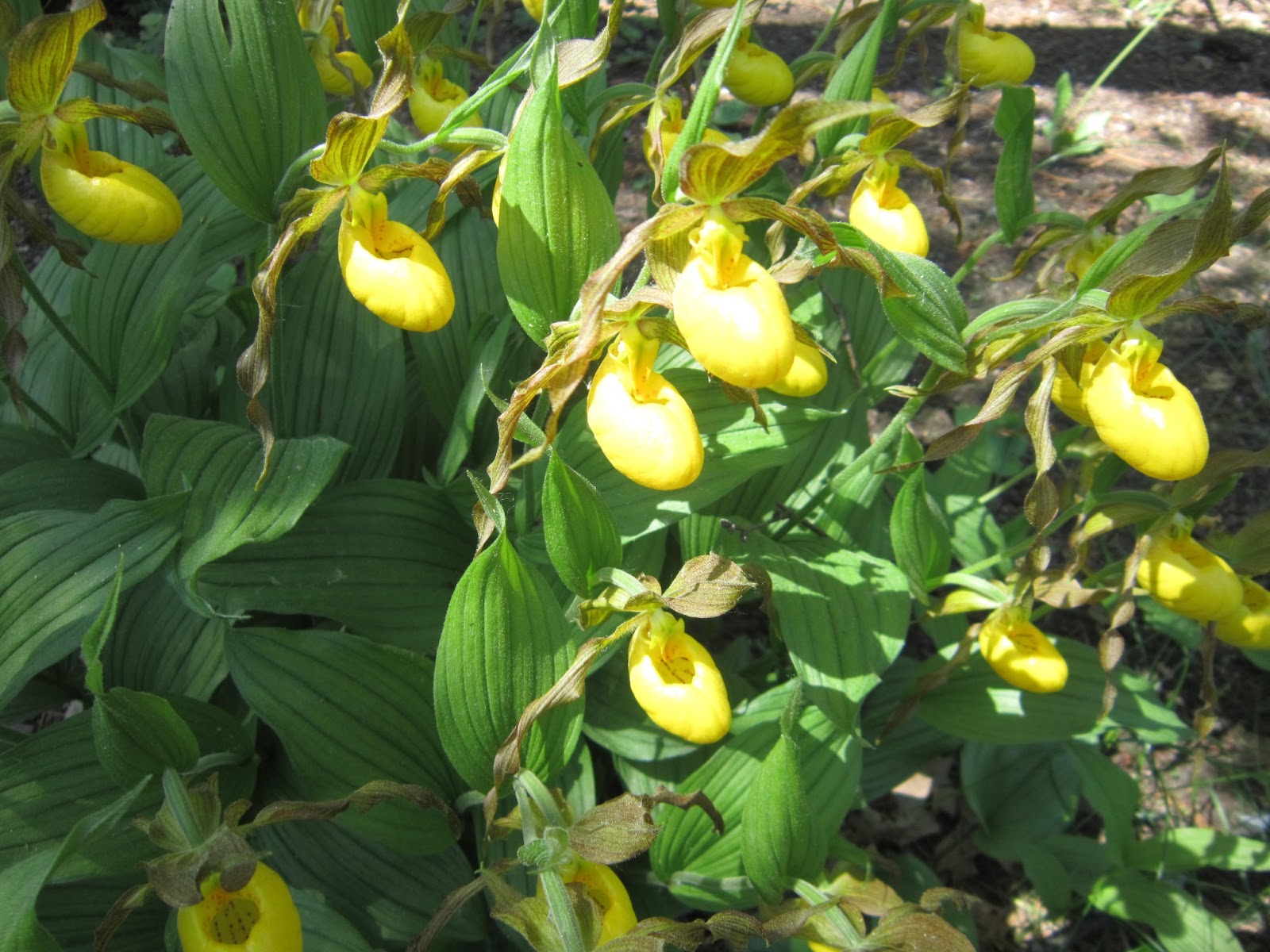 LoveNLoot: Yellow Lady's-Slipper, Orchid Family
