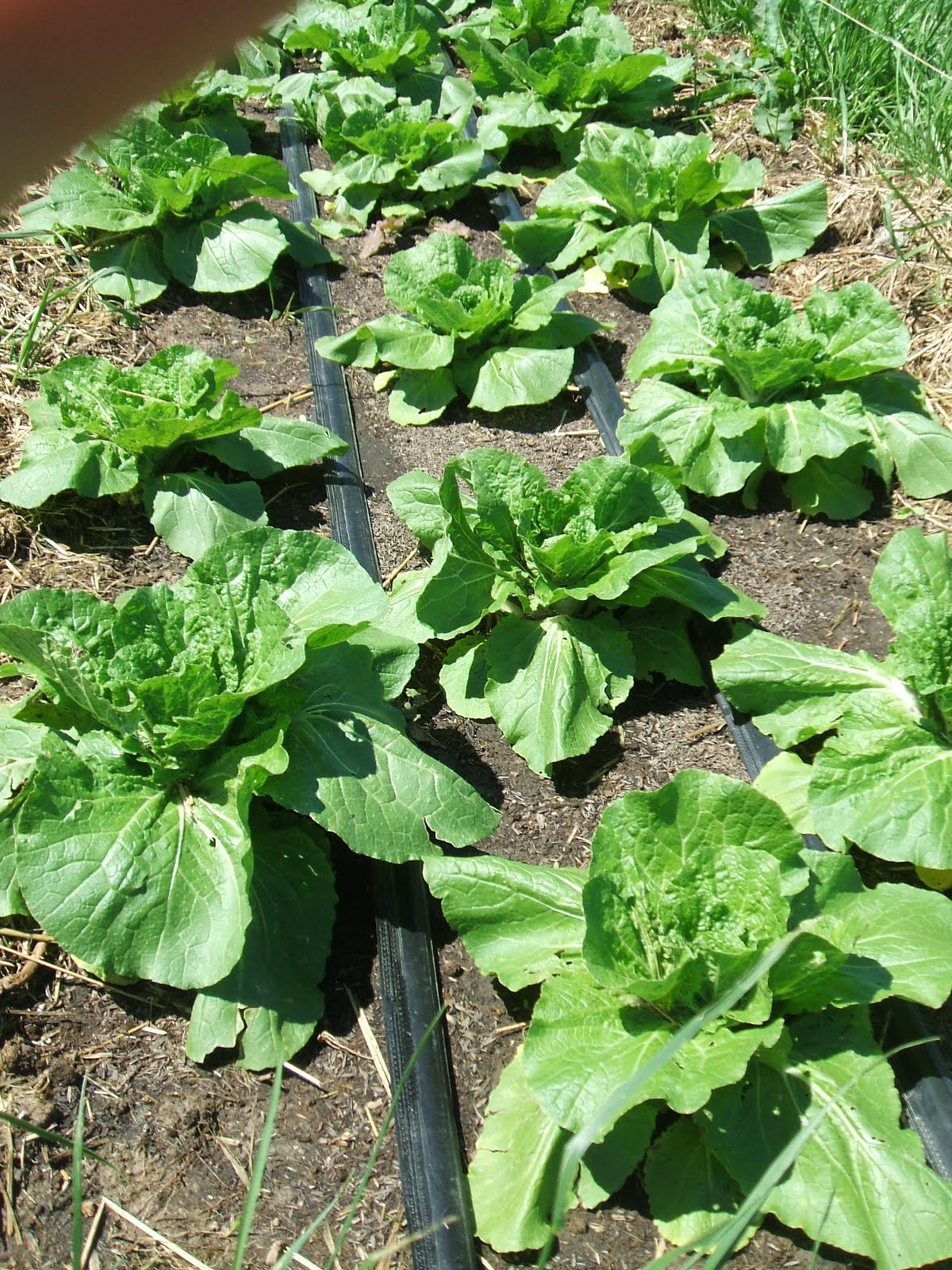 Eat Local Ozarks: Patrice Gros's Foundation Farm