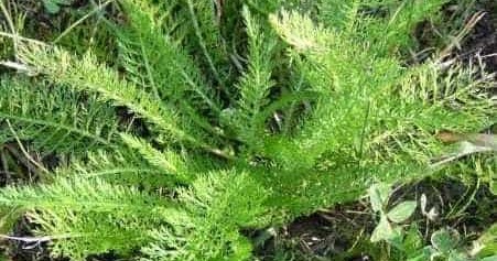 Simplisia Folium | Farmakognosi Tanaman Obat Tradisional