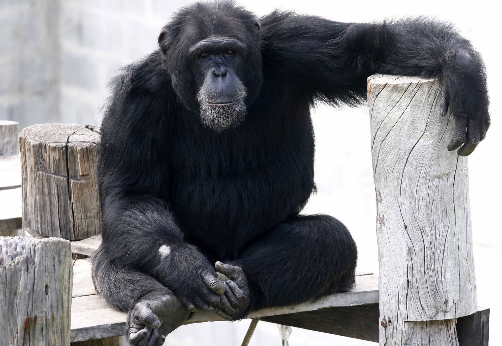 DEFENSOR DE LA IGUALDAD: JORNADAS DEL PROYECTO GRAN SIMIO EN LA ...