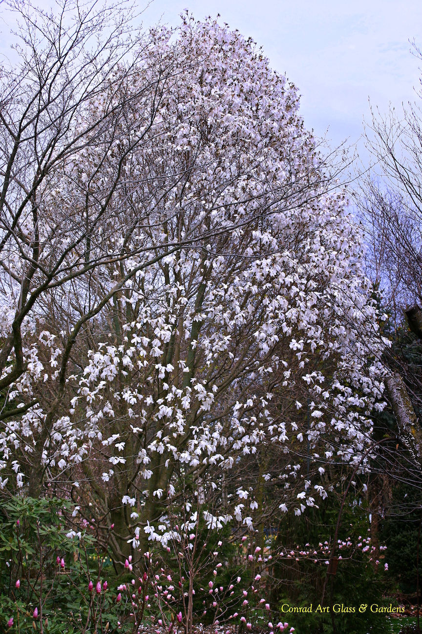 Conrad Art Glass & Gardens: The beginning of magnolia season....