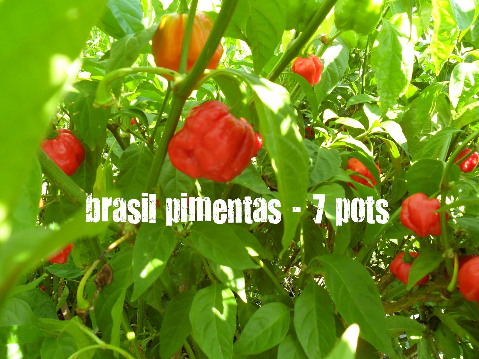 Brasil Pimentas - Pimentas do Brasil e do Mundo !: dezembro 2011