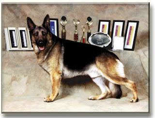 Big German Shepherds: German Shepherd Show Dog