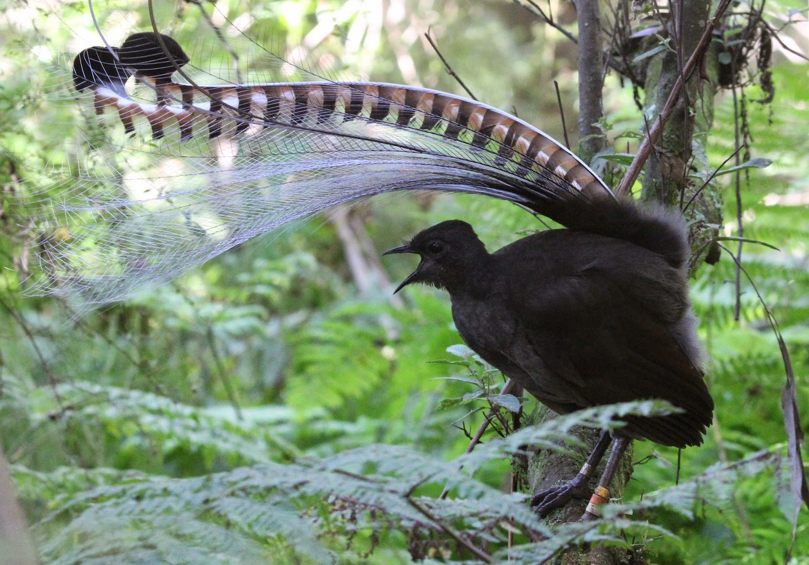 Worldbirder: Superb Lyrebird: Photo Essay.