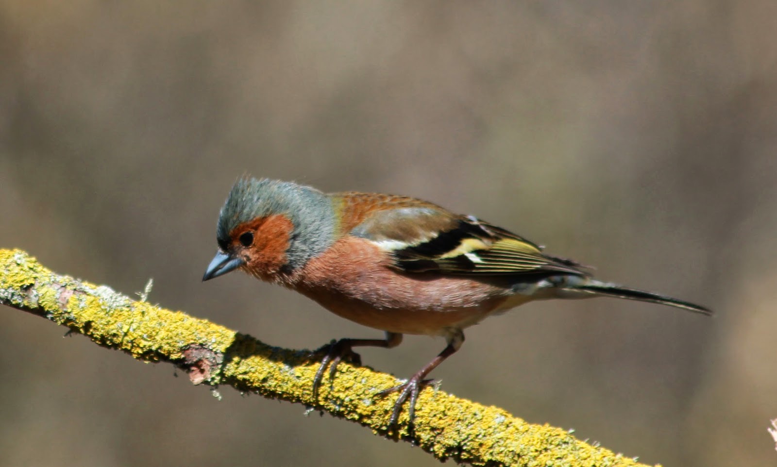 NATURAMETEO, majulada: Pinzón vulgar