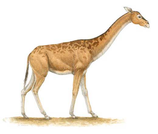 Mundo Pré-Histórico: Aepycamelus, o camelo girafa