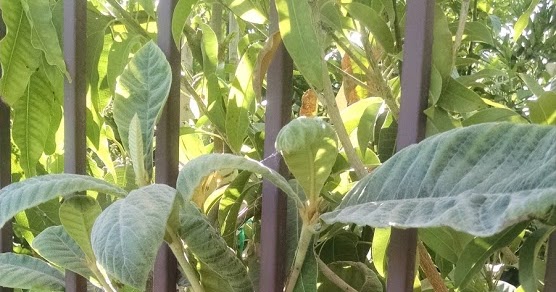 Desert Valley Orchard: Peluche (?) Loquat