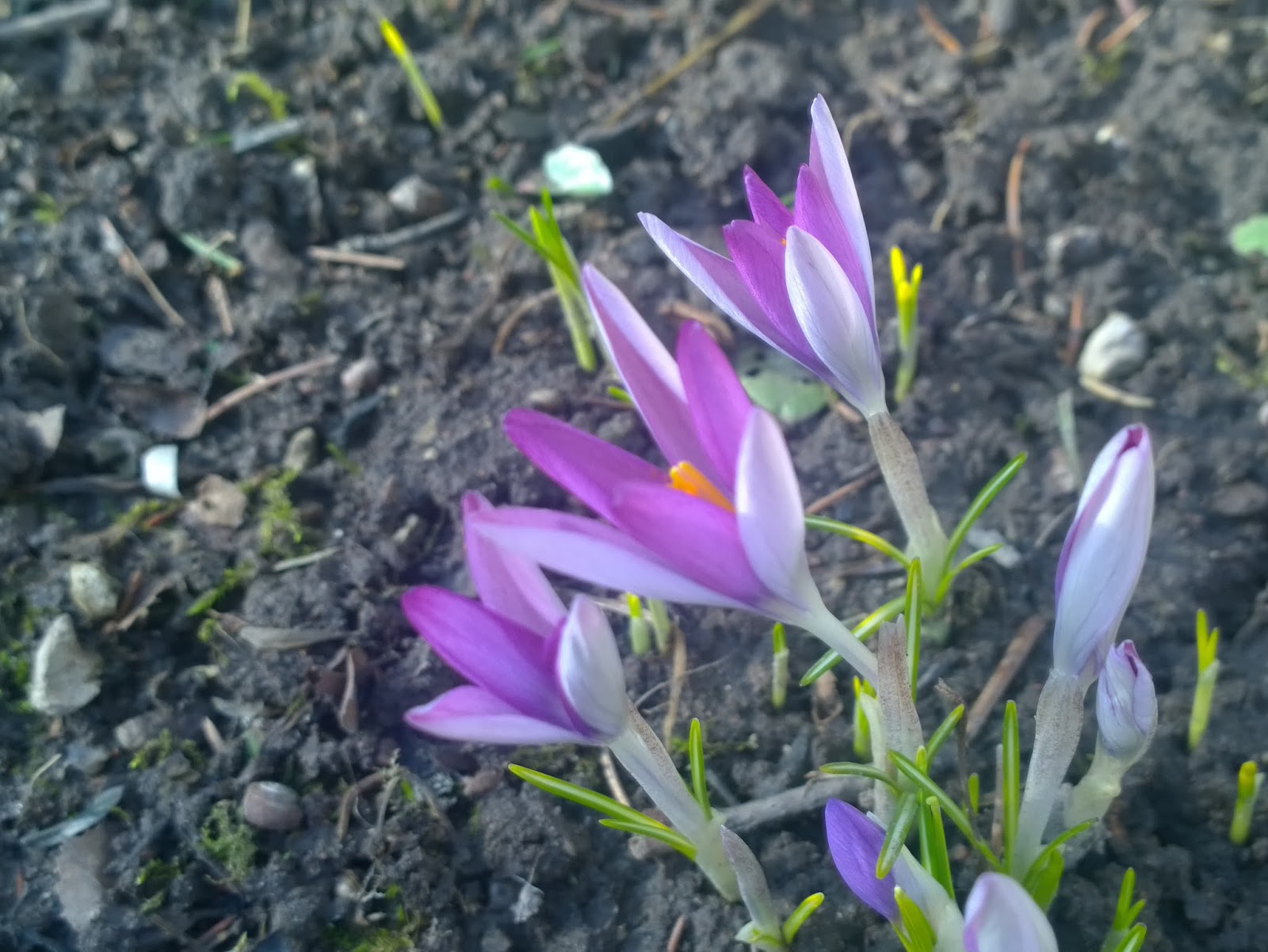 Manni tegemised: Krookus