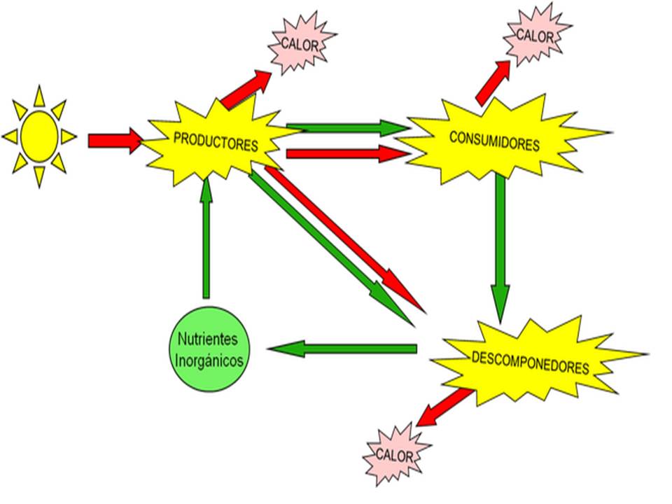 ecologyvicki: Flujo de Energía en un ecosistema