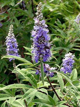 FLORS: Aloc (Vitex agnus-castus)