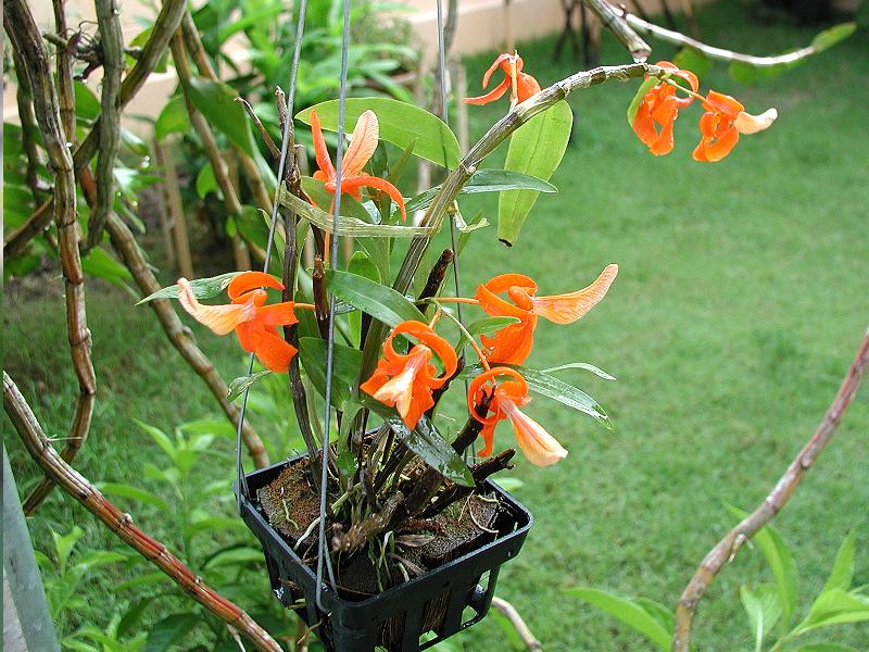 Dendrobium unicum care and culture | Travaldo's blog