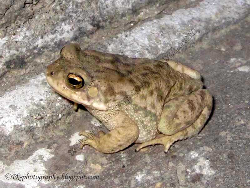 Common Indus Valley Toad-Bufo stomaticus | Nature, Cultural, and Travel ...
