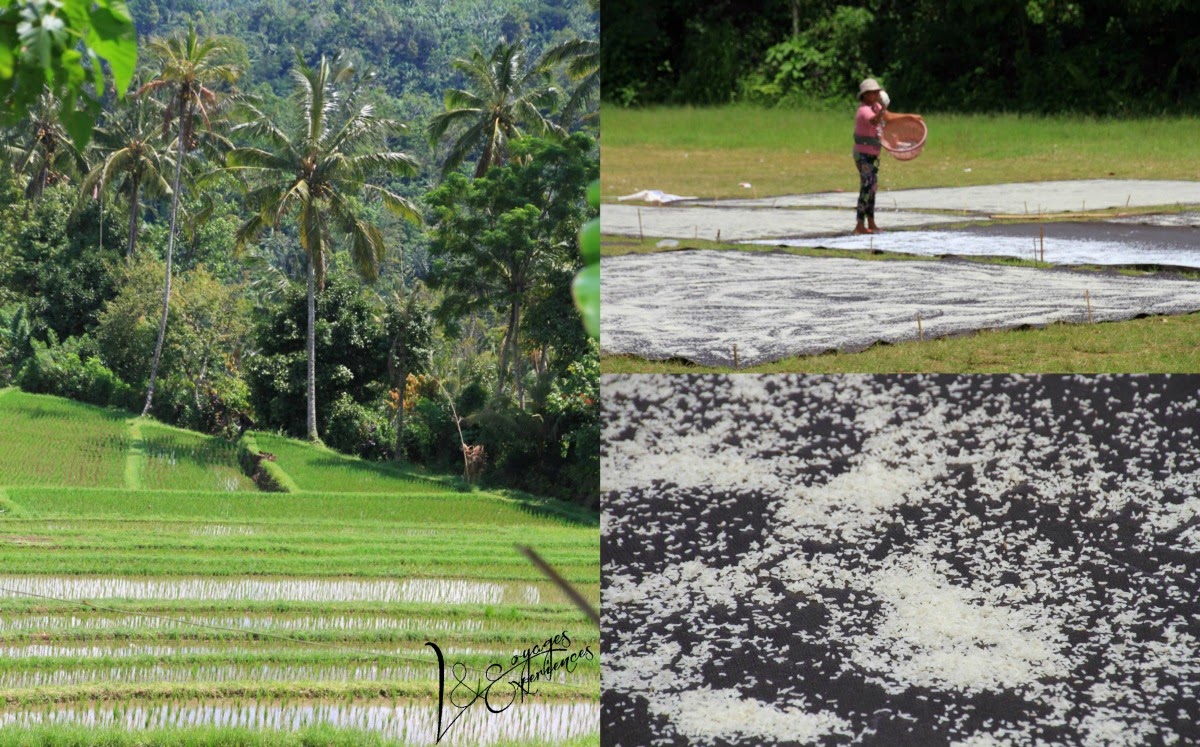 Voyages et Expériences : Bali: de Pemuteran à Sanur VIA PUPUAN, Sublime!