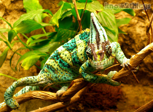 Top 10 Animal That Can Change Color | Everything You Know