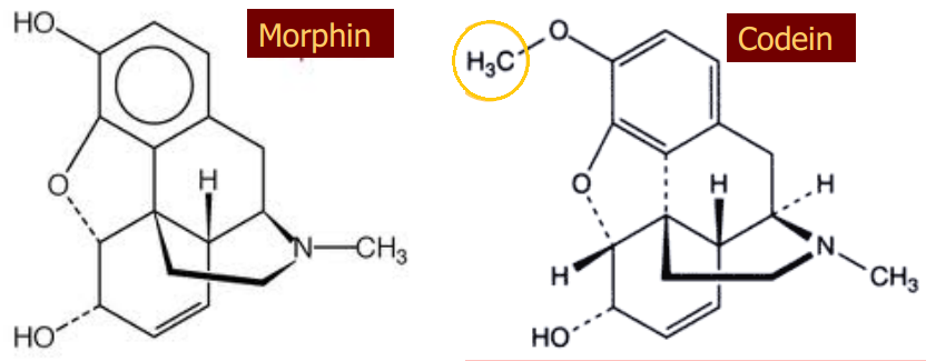 học Y: thuốc điều chỉnh rối loạn hô hấp (official)