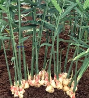 Cara Budidaya Tanaman Obat Jahe dengan Metode Baru