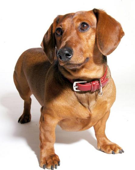 Razas de perros: Dachshund o Teckel