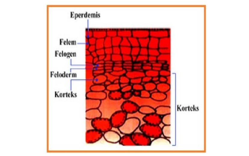 Pengertian Jaringan Gabus