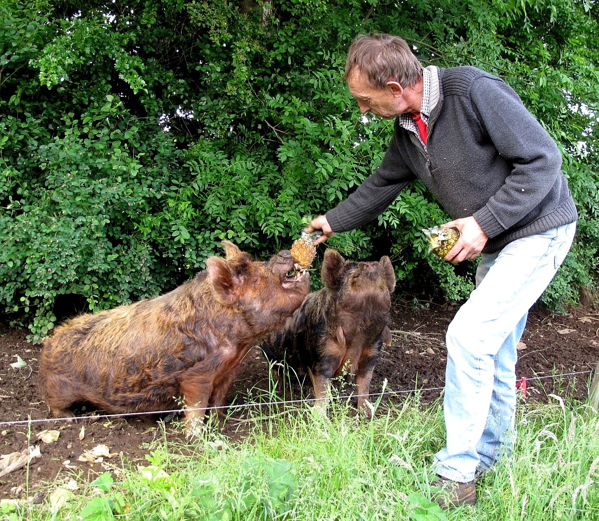 Nelly's Garden: Pineapples for Pigs