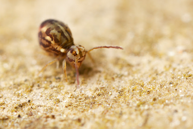 phils photographic adventures: Springtail Madness jan 22nd