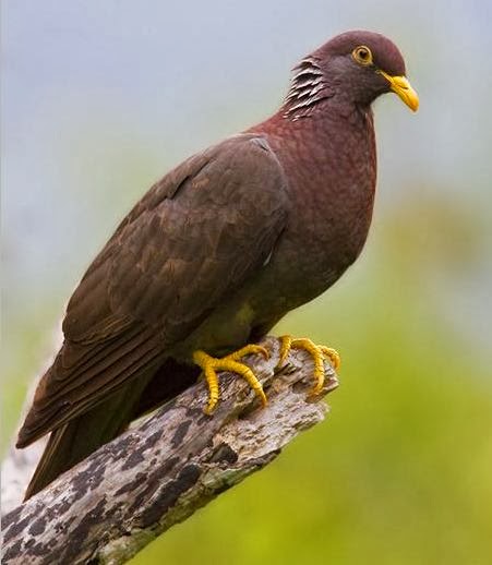 World of Pigeons and Doves: Comoro Olive pigeon