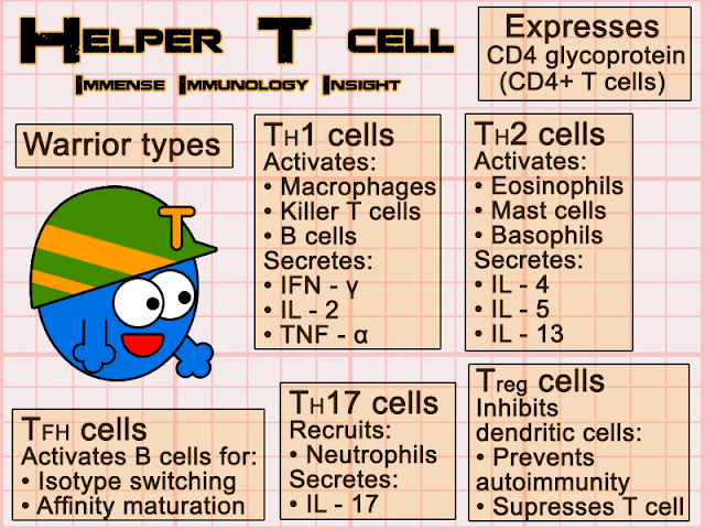 Immense Immunology Insight: Types of Helper T cells