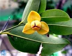 Rumdul (Mitrella mesnyi): The National Flower of the Kingdom of ...