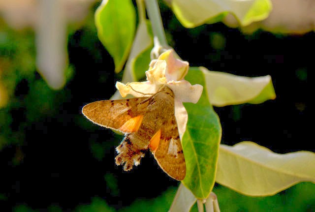 EL MUNDO DE YUYU: Polilla La esfinge Colibrí