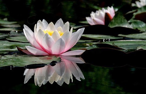 Khasiat Bunga, Daun dan Biji Teratai untuk Obat Tradisional ...