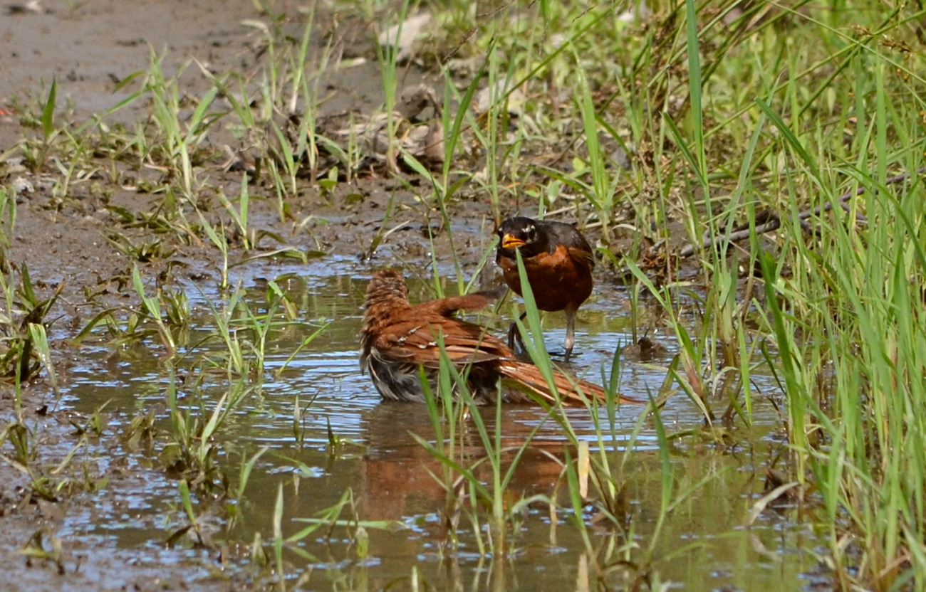 Woods Walks and Wildlife: July 2014
