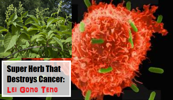 The Natural Health Page: Super Herb That Destroys Cancer: Lei Gong Teng