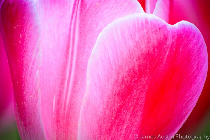 James Austin Photography