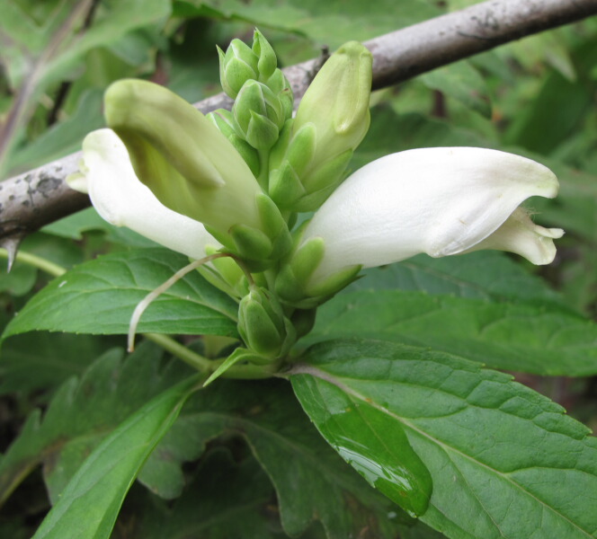 The Joyce Road Neighborhood: Wildflower - Turtlehead