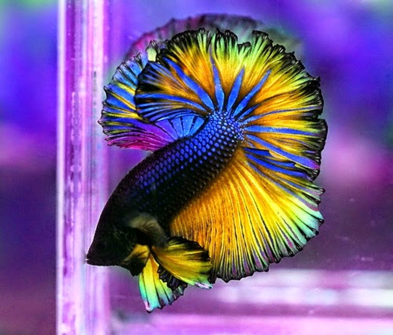 BETTA FISH photos - wallpapers (ανανεωμένο) | the fun bank